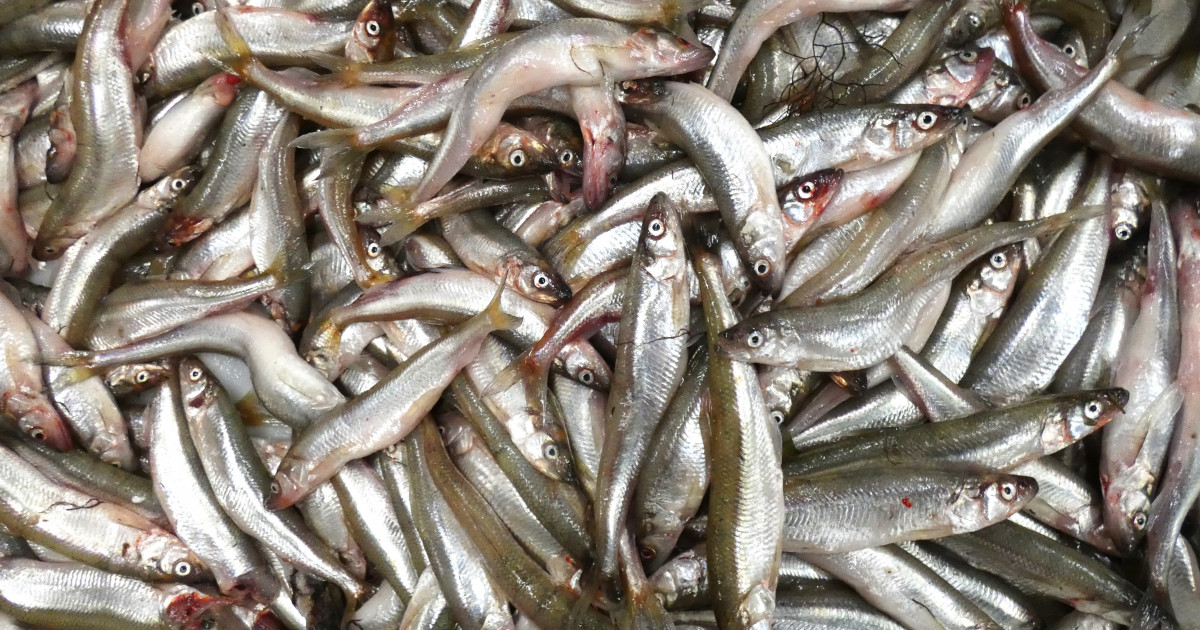 Fishing opportunities for herring in the Baltic Sea and Gulf of Riga ...